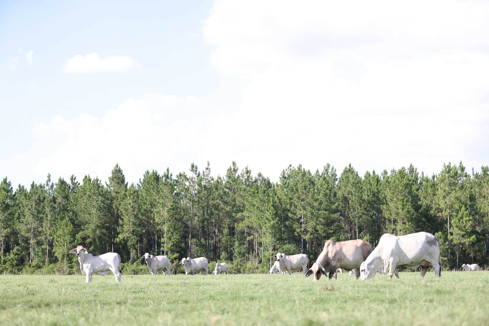 Home - Circle F Farms