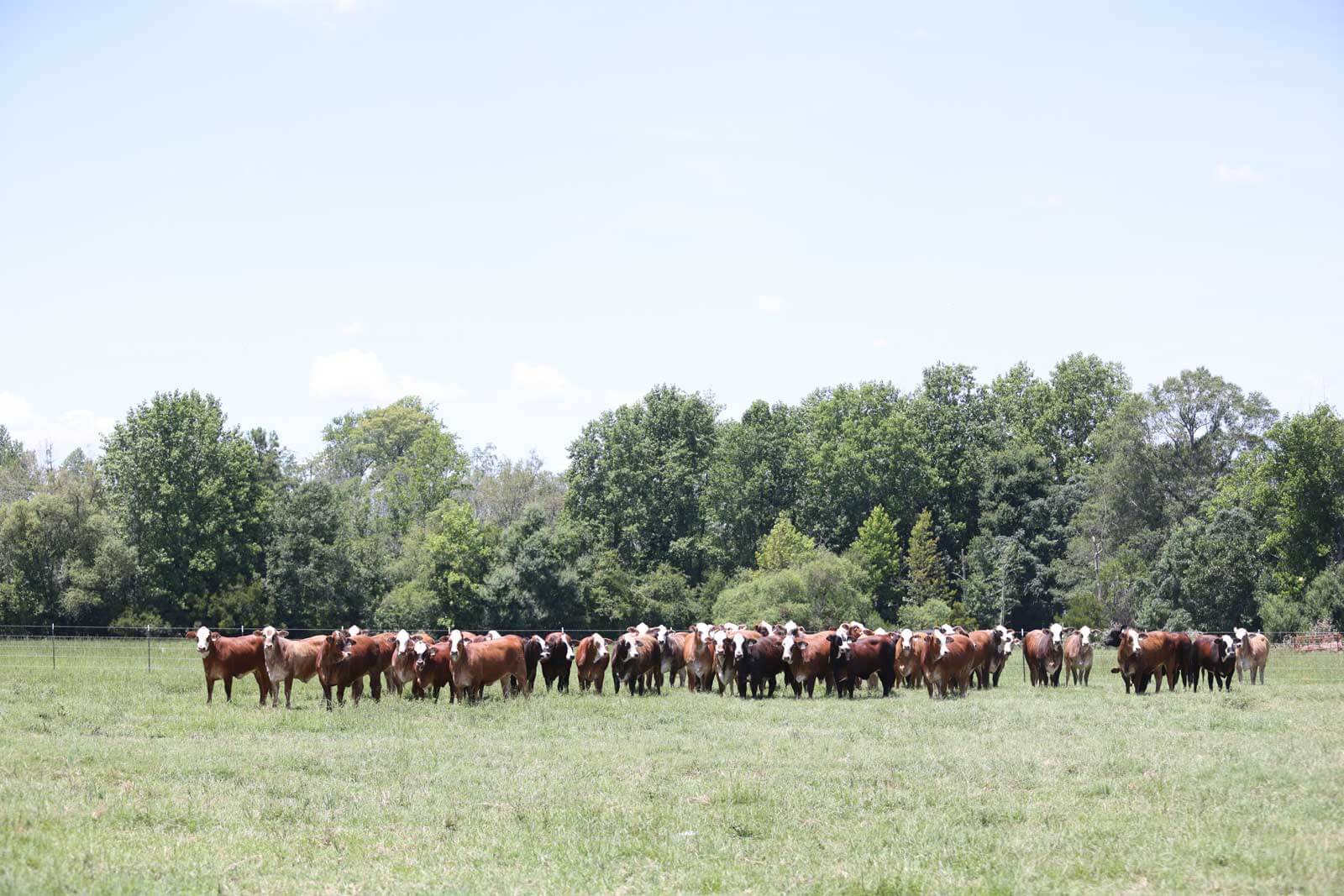 Home - Circle F Farms